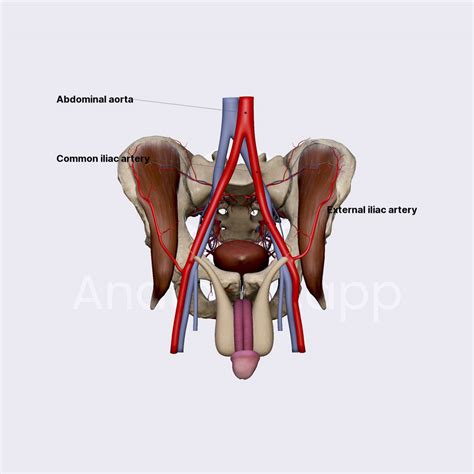 External Iliac Artery William Beaumont Army Medical Center First Dod