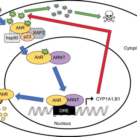 Canonical Ahr Signaling Pathway Notes Lipophilic Pops Enter Into