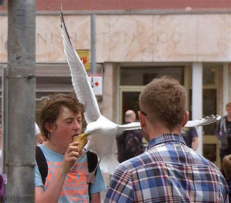 Worcester Locked In A Scary War With Seagulls That Attack People
