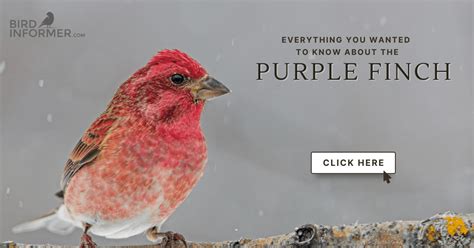 Purple Finch Bird Informer
