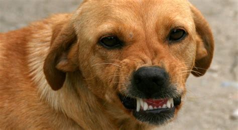 Los Perros Pueden Reconocer Una Persona Mala Y Buscan De Proteger Al