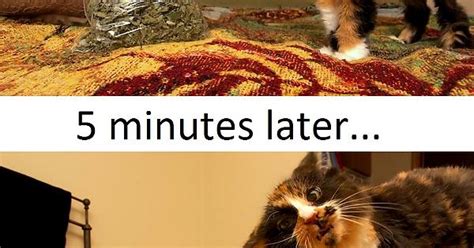 Cat Drugs Imgur