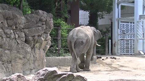 アジアゾウ（上野動物園）：asian Elephant Ueno Zoo Youtube