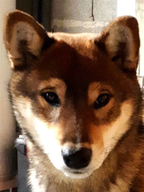 Shiba Inu Sésame Chien Shiba Inu Shiba Inu Chien Shiba