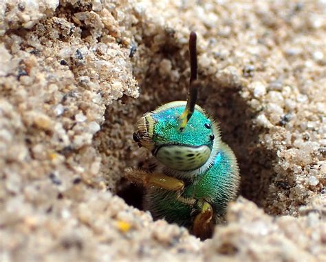 Ground Nesting Bees · Inaturalist