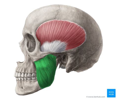 M M Muscular System Jeopardy Template
