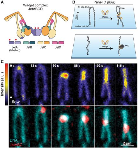 Loop Extrusion Mediated Plasmid Dna Cleavage By The Bacterial Smc Wadjet Complex Molecular Cell