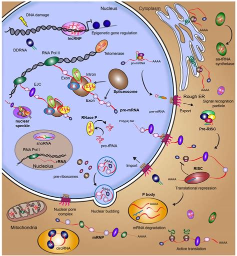 How Ai Ml Can Transform Rna Biology Sally El Ashry Posted On The