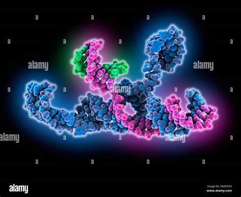 Crispr Cas9 Rna Dna Complex Computer Model Showing A Guide Rna Ribonucleic Acid Blue