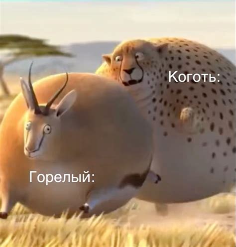 Коты воители мемы часть 13 в 2024 г Хорьки Кот воитель Кот