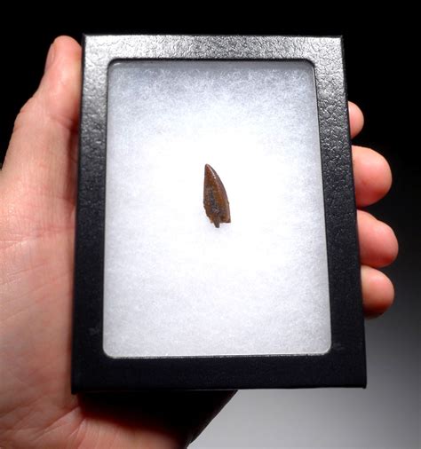 Large Dinosaur Fossil Raptor Dromaeosaur Tooth Dt6 179 Time Vault Gallery