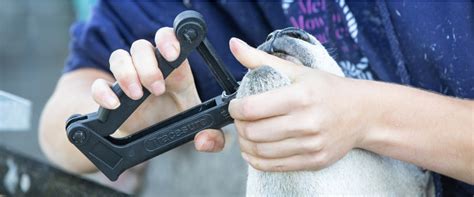 Avoid Any Trace Element Deficiency In Sheep This Lambing