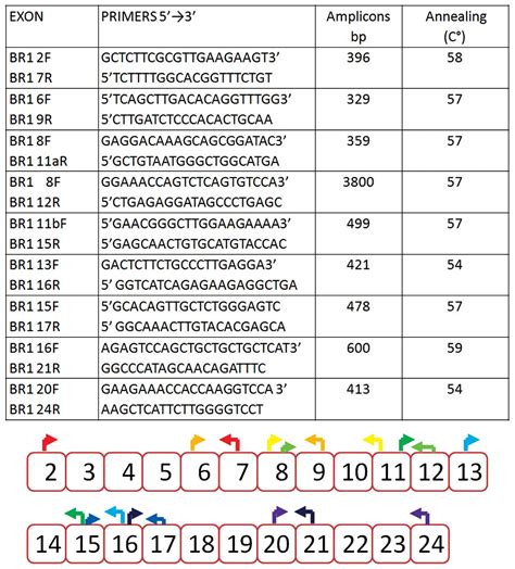 Characterization Of Three Alternative Transcripts Of The Brca1 Gene In