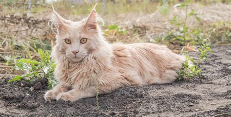 What Cat Breeds Like Water 4 Cat Breeds Who Enjoy It