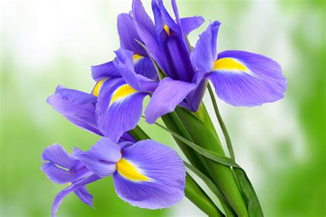 French Iris