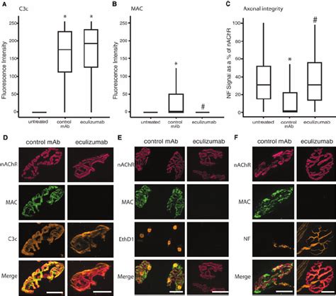 Immunohistological Demonstration Of The Protective Effect Of Eculizumab Download Scientific