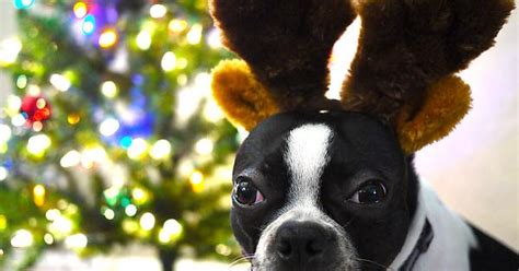 You Know Dasher And Dancer And Prancer And Vixen Comet And Cupid And
