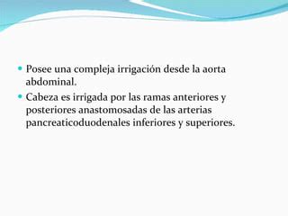 Irrigación Pancreas Ppt