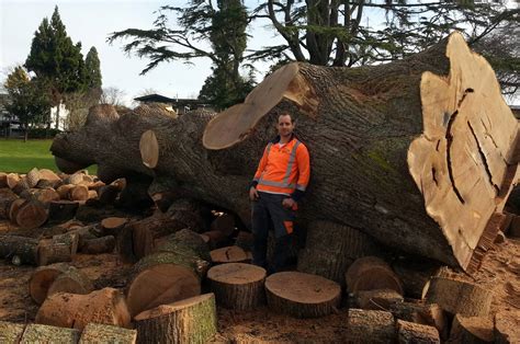 Arborist Tree Removal And Hedge Trimming Hamilton Barts Tree Services