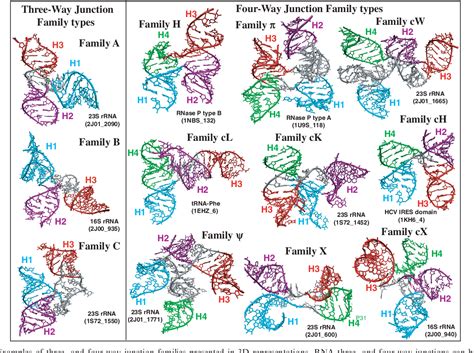 Figure 1 From Predicting Coaxial Helical Stacking In Rna Junctions Semantic Scholar