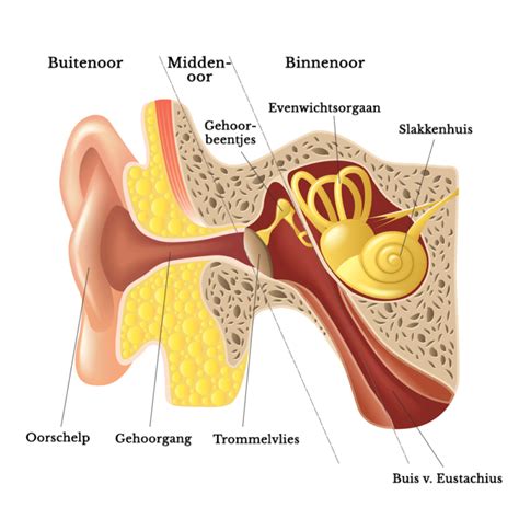 Anatomie Diagram Van Het Achterste Oor