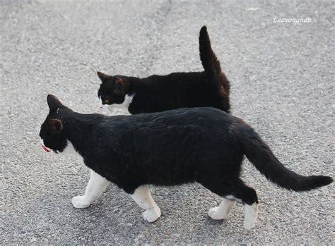 이용한 오빠 껌딱지 턱시로드에서 만난 짜장이 엄마네 아깽이 한 녀석이 오빠로 추정되는 중고양이가 골목에 나타나자 껌딱지처럼 옆에 붙어 따라다닌다 너무 성가시게