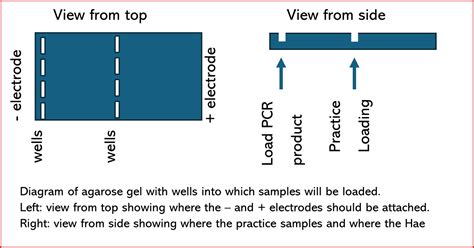 Lab Protocol Ptc Gene Analysis Biology 1615 College Biology I Lab