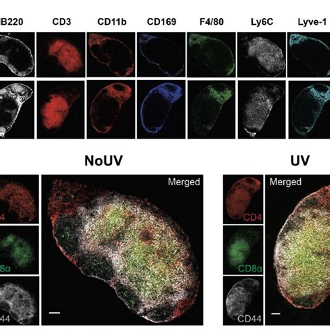 Uv Exposure Does Not Alter Skin Draining Lymph Node Architecture