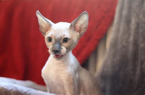 Premium Photo Cute Little Cornish Rex Kitten