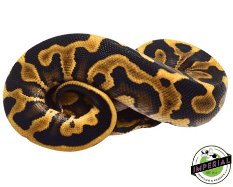 Mojave Leopard Ball Python For Sale Imperial Reptiles Imperial Reptiles And Exotics
