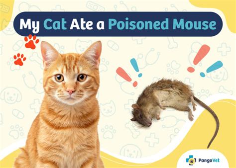 My Cat Ate A Poisoned Mouse What Should I Do Safety Tips And Pest