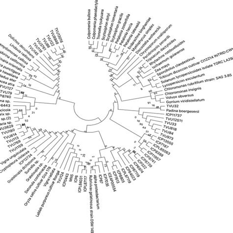A Percentage Of Shannon Information Of The Rbcl Dna Sequences Of Two