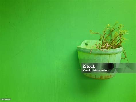 Rosemary Ornamental Plant In A Pot With A Green Wall Background Stock