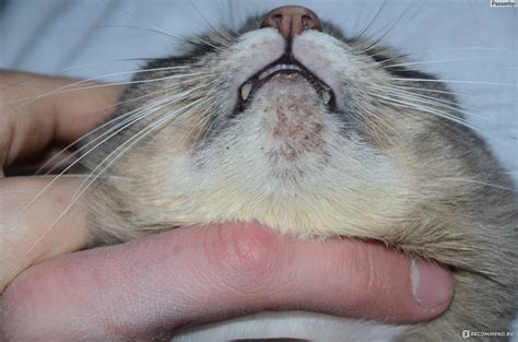 У кошки на подбородке черные точки картинки и фото Koshka Top