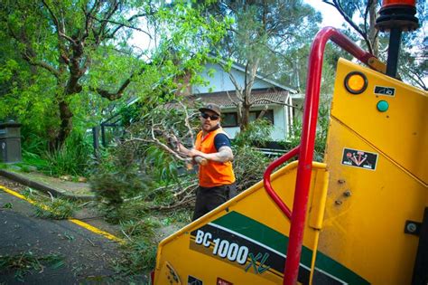 Tree Removal Adelaide Stump Removal Adelaide CTL Services