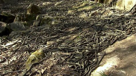 162 Mating Snakes Stock Videos Footage And 4k Video Clips Getty Images