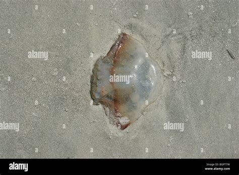 Moon Jellyfish Aurelia Aurita Washed Up On Beach Atlantic Ocean E Usa