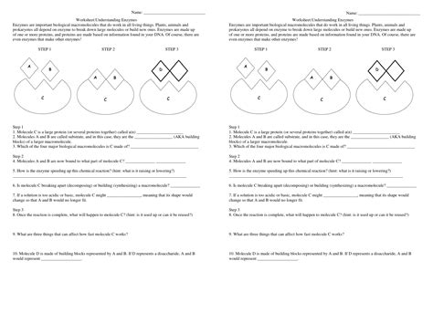 Enzyme Worksheet All Worksheets