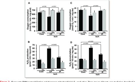 Isolated Mitochondria Or Permeabilized Fibers Were Prepared And