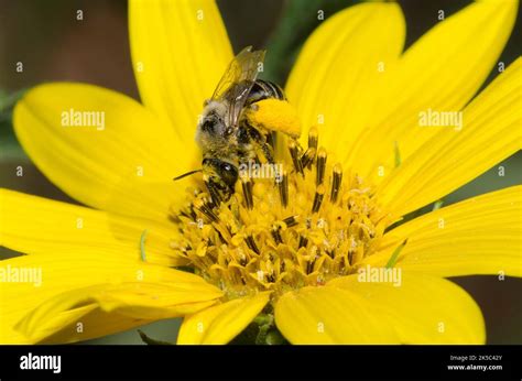 Long Horned Bee Melissodes Sp Foraging On Maximilian Sunflower
