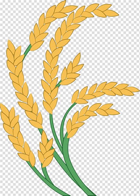 Gold Paddy Symbol With Color Vector Paddy Symbol Rice Png And Vector