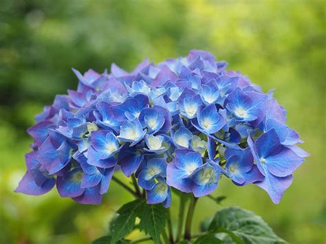 Descubre estas impresionantes flores azules para tu jardín