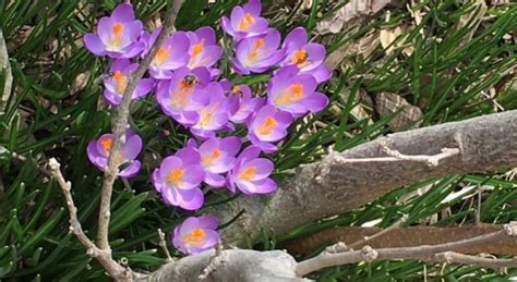 In The Know On Spring Flowering Bulbs Flowers Fruits And Frass