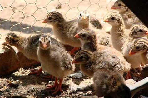 Уход и содержание цесарок в домашних условиях для начинающих