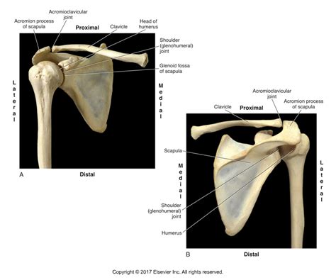 Scapula Acromion Process