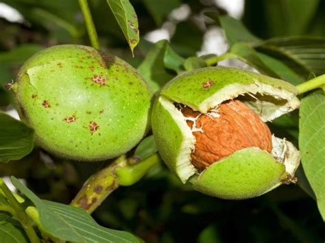 Walnut Pest Management Navel Orangeworm And Codling Moth West Coast Nut