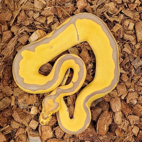 Reduced Pattern Ultramel Clown Pos Het Caramel Ball Python By Red