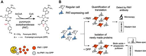 Principle Of Picsl Puromycin Inactivation For Cell Selective Proteome Download Scientific