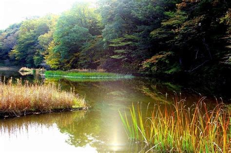 山梨県甘利山椹池さわらいけで静寂な秋を撮りましたミニ写真展 風景の森写真美術館