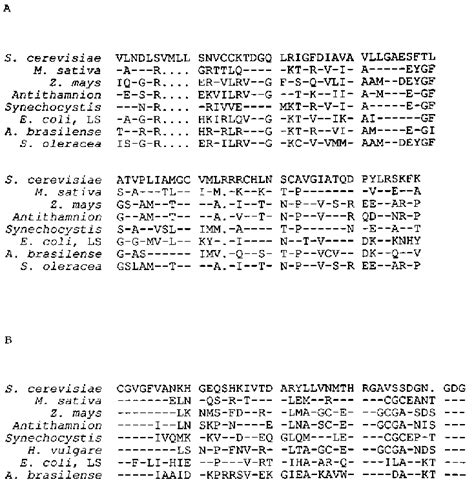 Amino Acid Sequence Alignment Of Fragments Of S Cerevisiae Nadhgogat